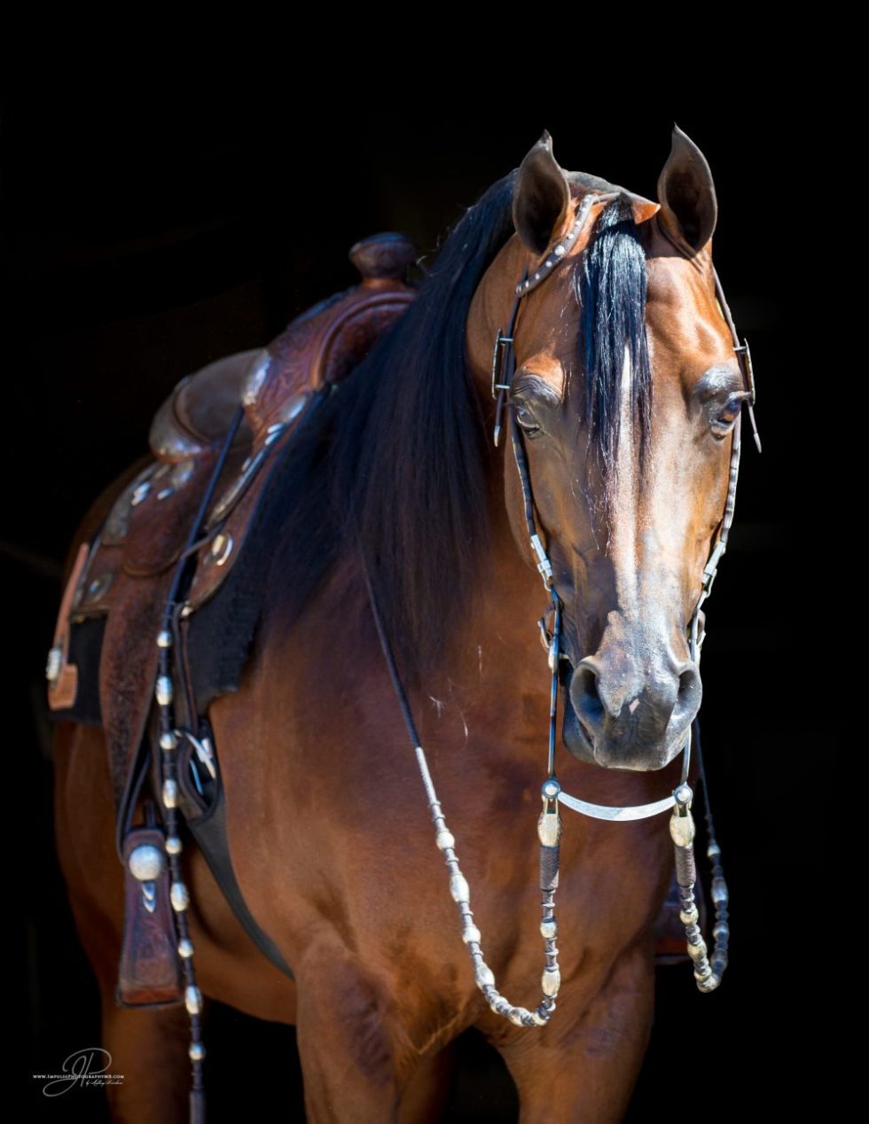 Stallions | Whistlejacket Farm